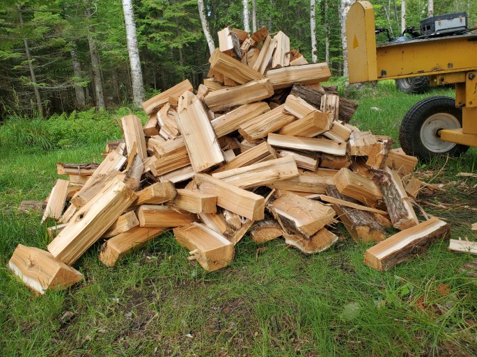 The Life & Death (?) of a Cedar Tree – For Many Moons