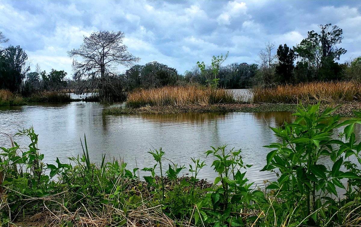 Biding Time in the Marshes – For Many Moons