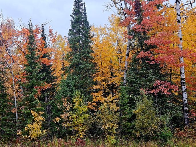 Color Overdose? – For Many Moons