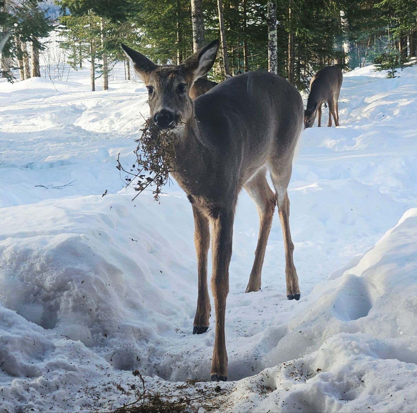 Dogs & Deer + Humans = ? – For Many Moons